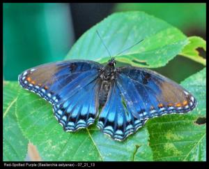 Red-Spotted Purple (Basilarchia astyanax) by Leeco
