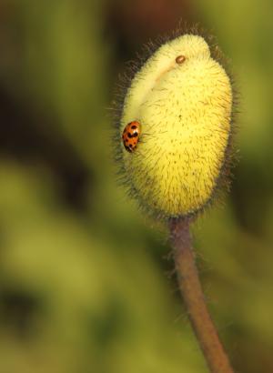 Orange Ladybug on poppy seed. by kgb224