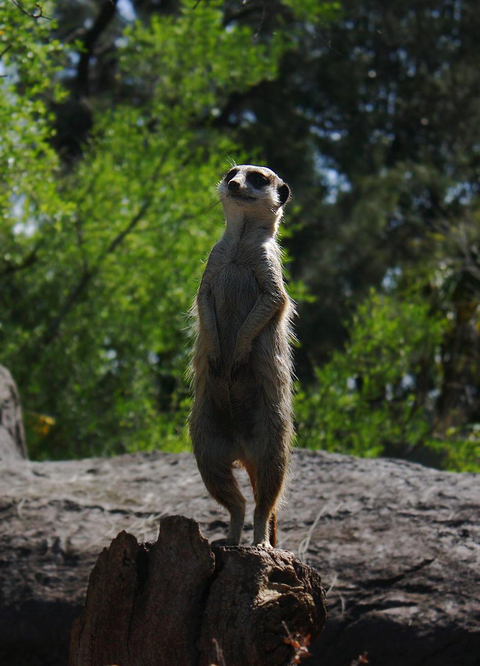 Meerkat. by blinkings