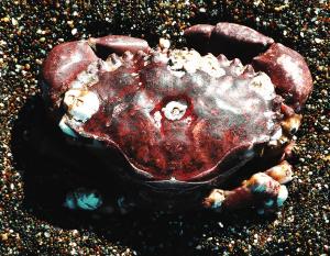 Crab With Barnacles by photosynthesis