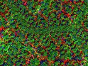 Google Trees. by clifftoppler