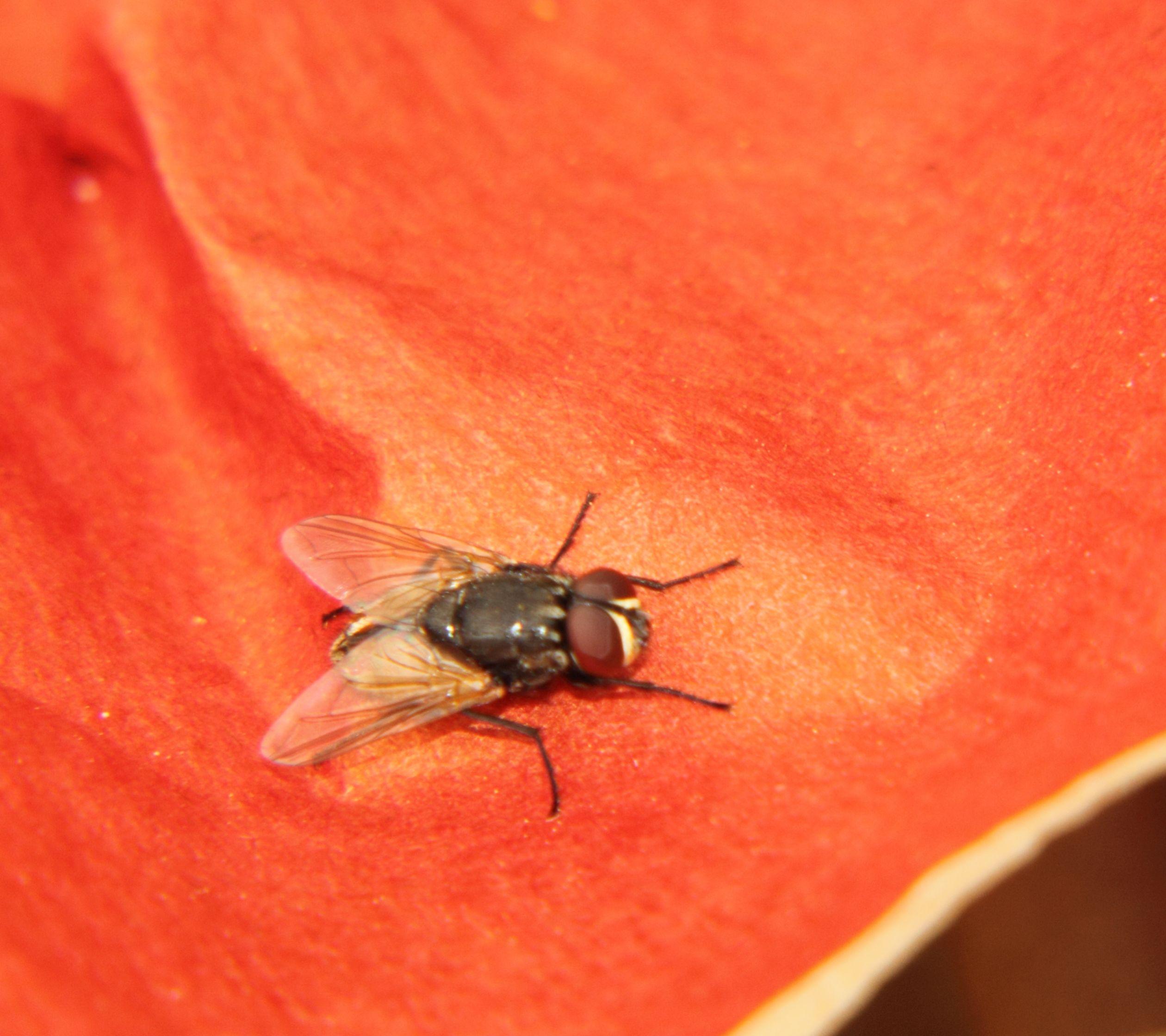 Fly dining on Kentucky Fried Chicken. by kgb224