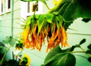Droopy Sunflower by photosynthesis