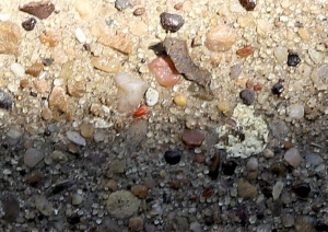 can you spot the insect? by Richardphotos