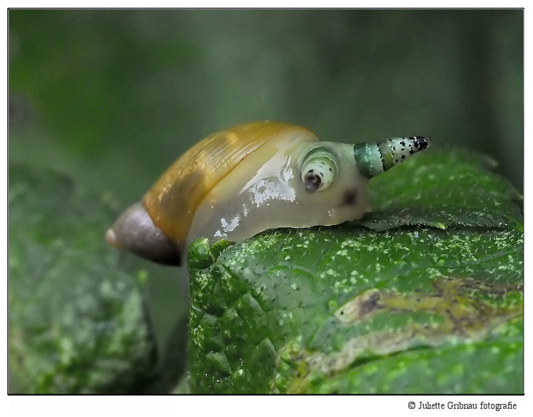 Snail with a parasite popping out by Juliette.Gribnau
