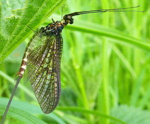 Mayfly close-up by durleybeachbum
