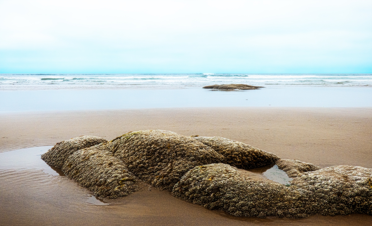 Barnacle Man by photosynthesis
