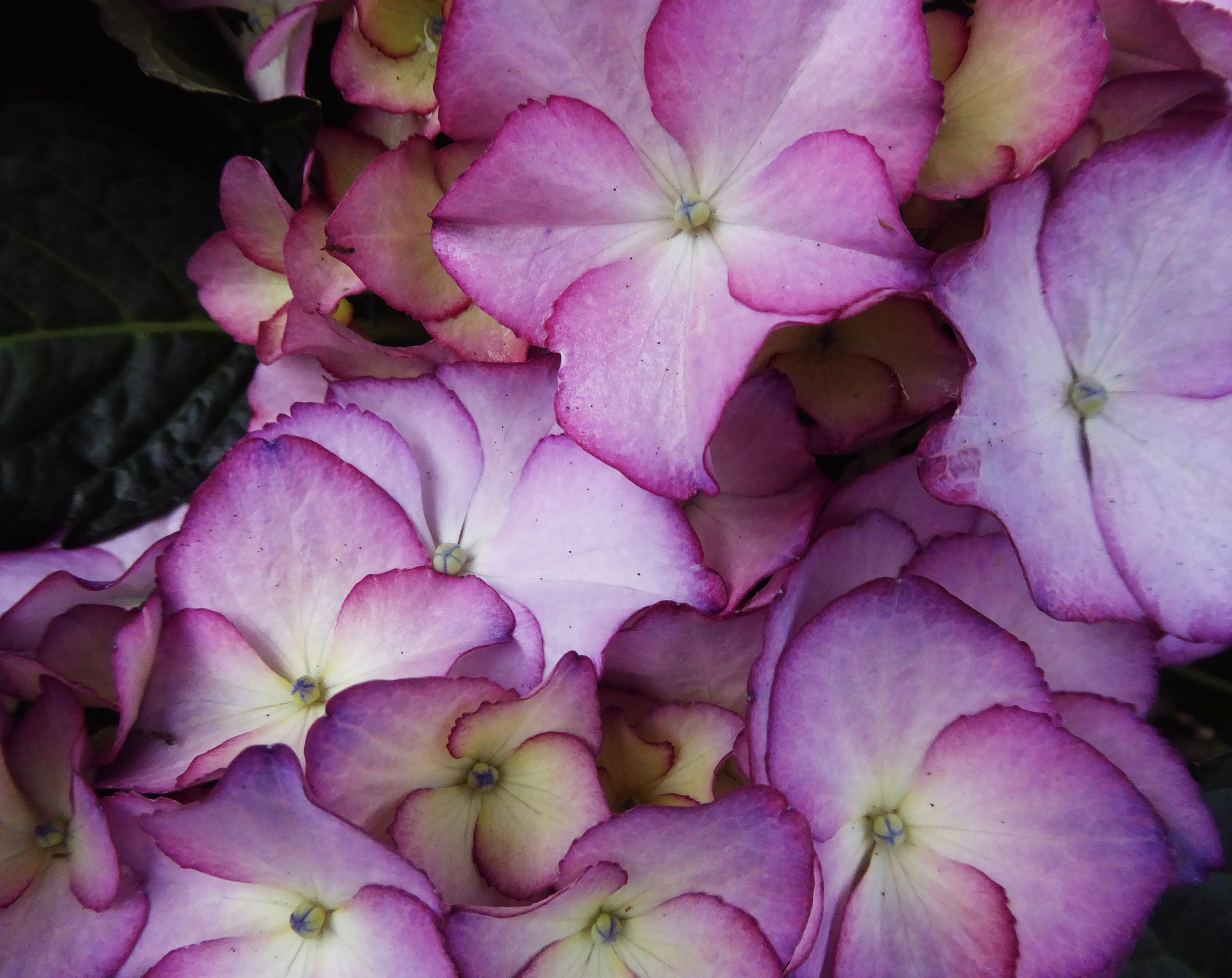 Hydrangea Adula Blauw by durleybeachbum