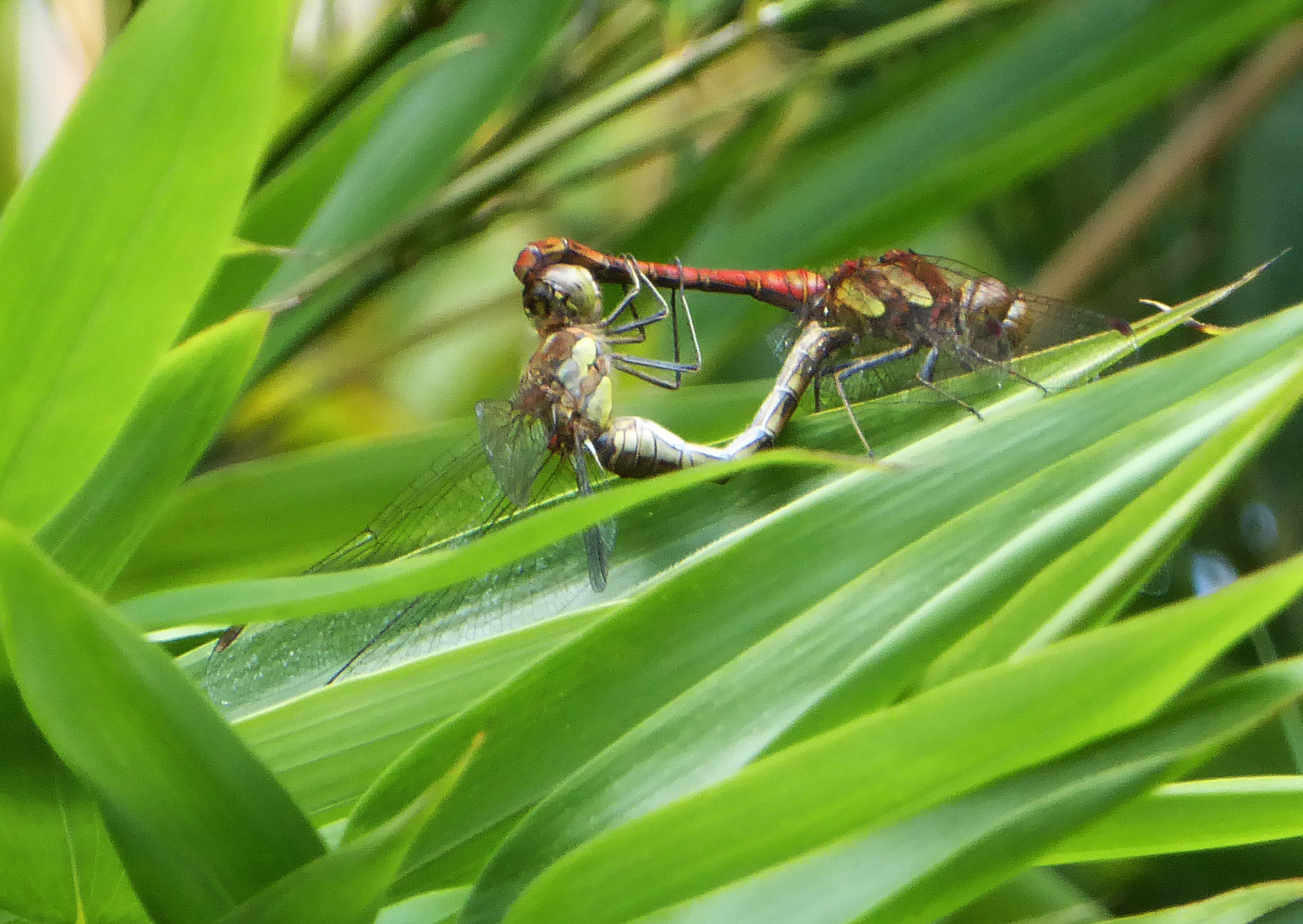 Common Darters mating by durleybeachbum