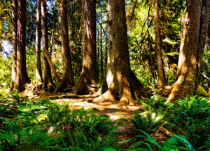 Colonnade Over A Nurse Log by photosynthesis