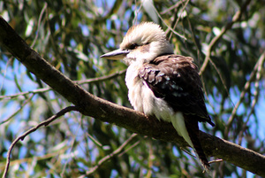 Kookaburra sits in the old gum tree. by blinkings