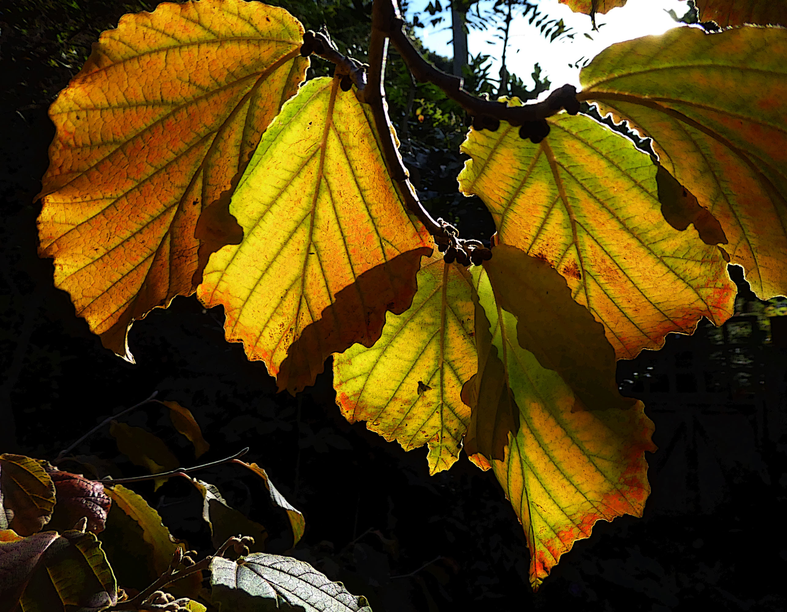 Backlit Leaves by durleybeachbum