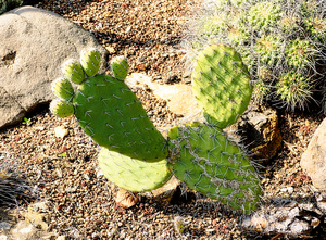 Cactus #6 by photosynthesis