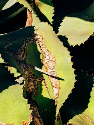 Cactus - A Closer Look by photosynthesis