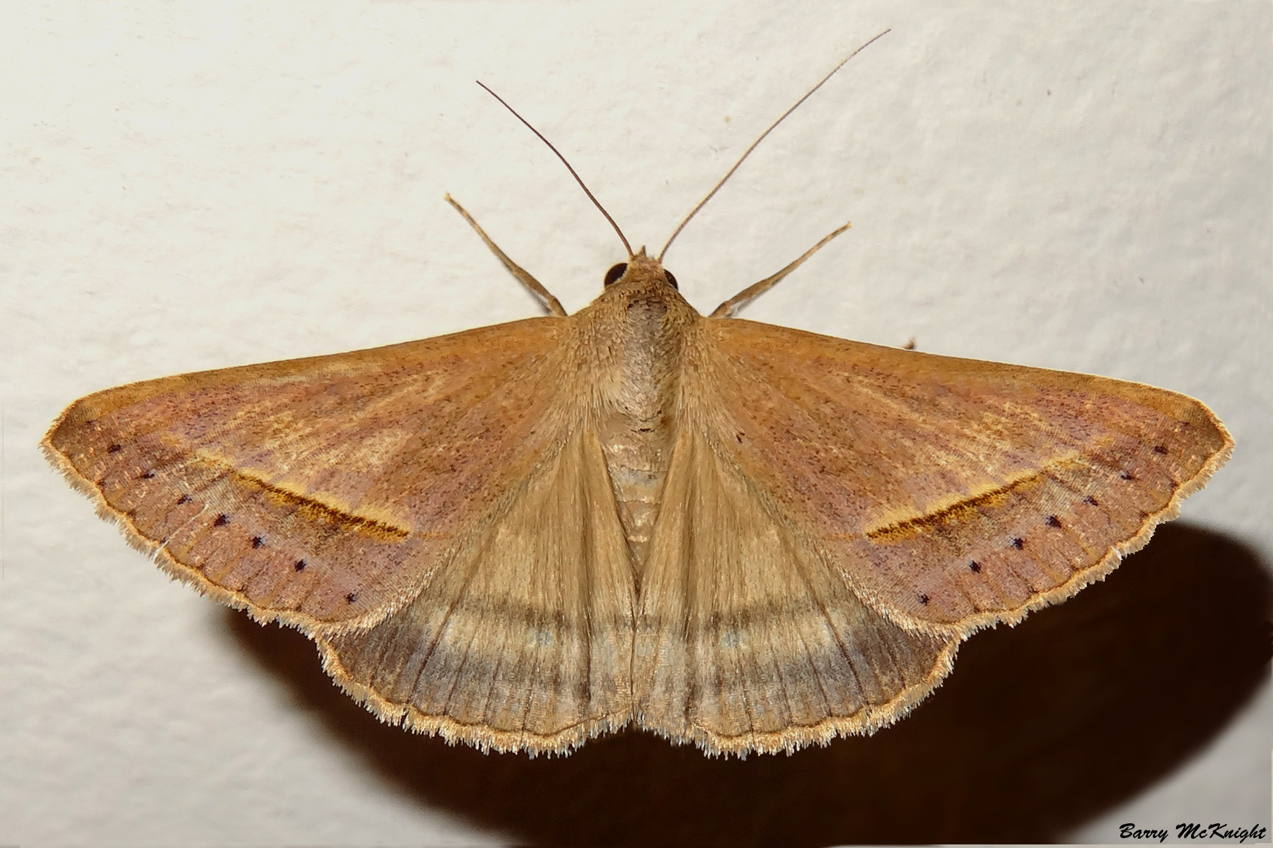 Moth #990 - Mocis frugalis by baz35