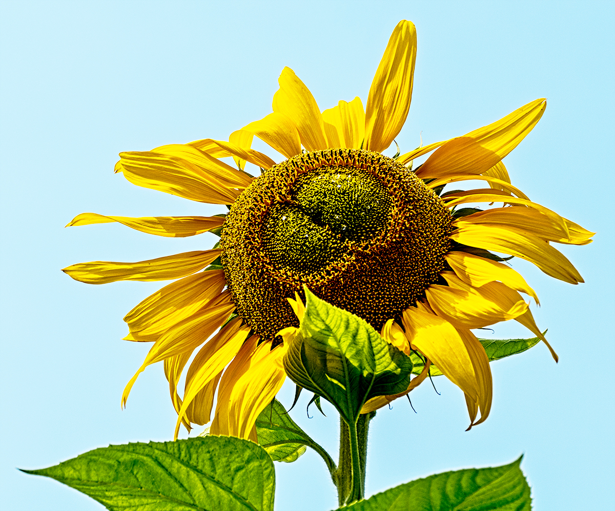 Sunflower by photosynthesis