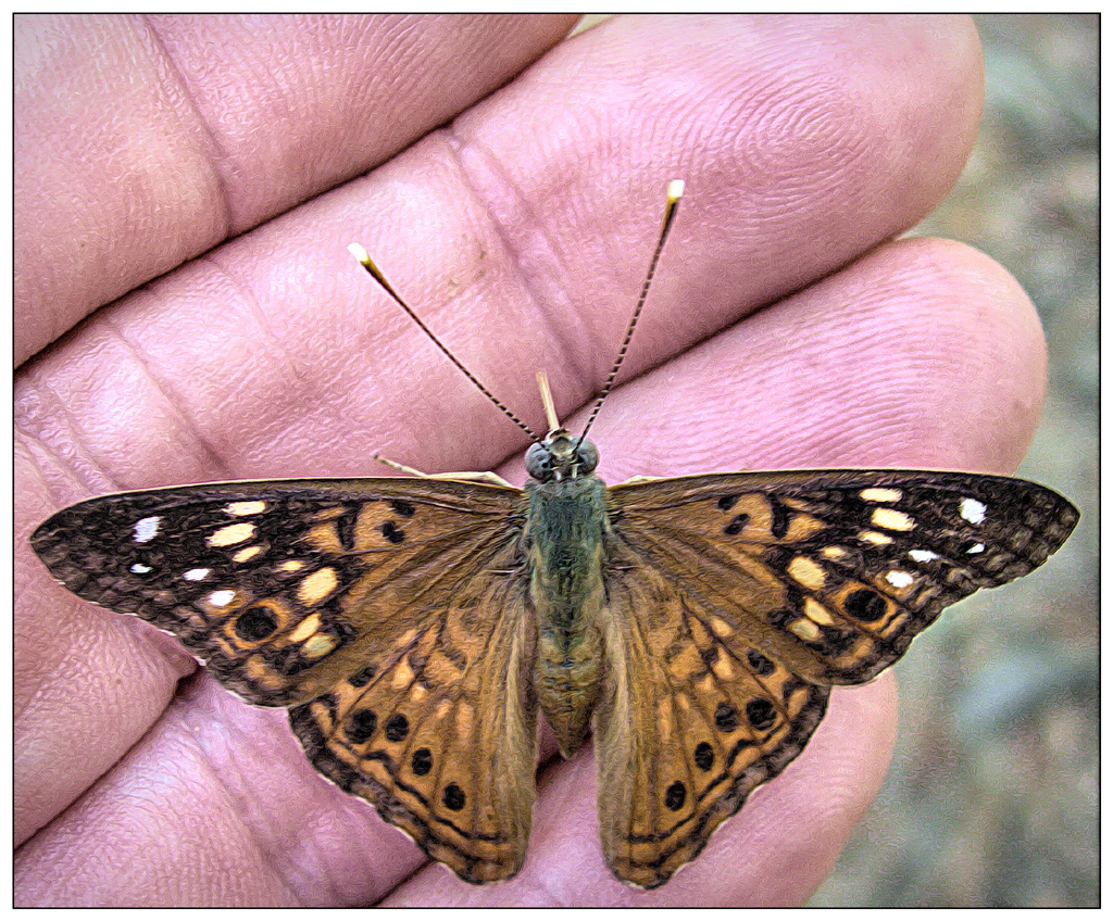 Butterflies---Hackberry--2 by Leeco