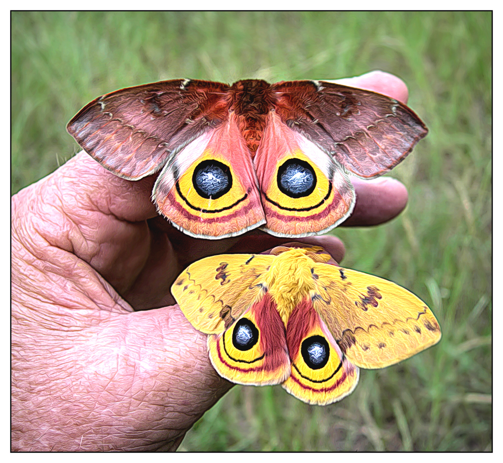 Automeris-Io-Moth---male-&-female by Leeco