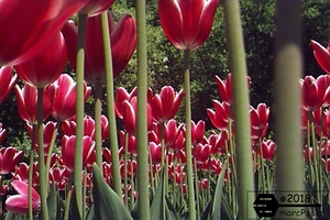 Red Tulip Patch by marcPoser