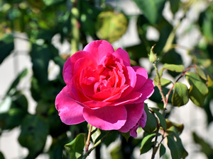 Rose flower - Rosaceae 9 by Kordouane