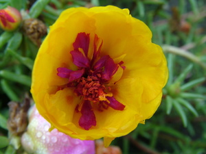 busy flower by Richardphotos