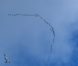 Bird curve ... by A_Sunbeam