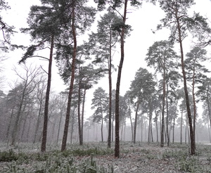 Forest of Chantilly by moochagoo