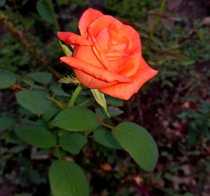 only one rose by Richardphotos