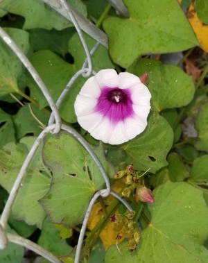 Ube Yam flower by Richardphotos