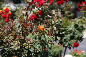 California roses by Richardphotos