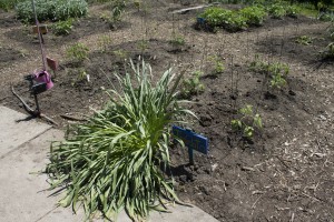 Tomatoes in Edwards Gardens by APlusDesign