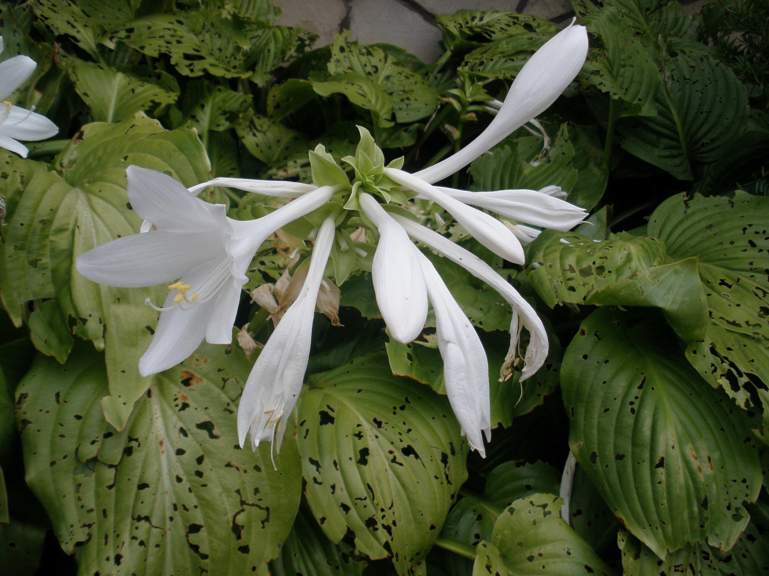 Hosta Blooms by TerraMoore