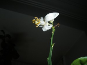 Mini Grapefruit Tree Bloom by TerraMoore
