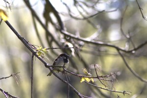 House Sparrow on a Branch by APlusDesign