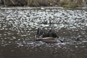 Ducking Under by APlusDesign