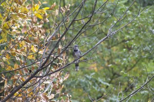 Blue Jay Peeking Over the Branch by APlusDesign