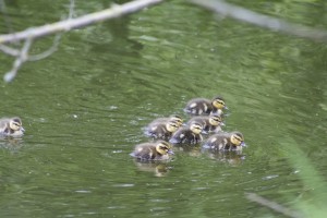 Duckling Lagging Behind by APlusDesign