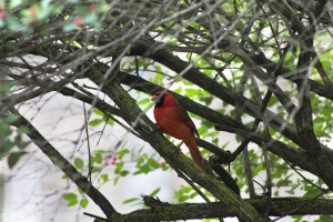 Cardinal Hiding Among the Branches by APlusDesign