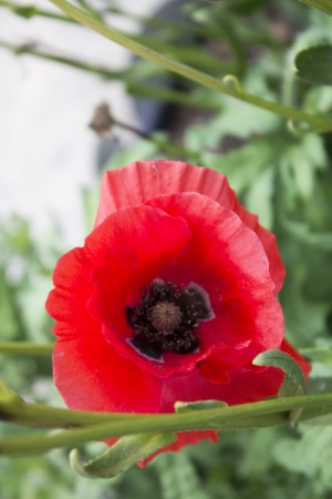 Looking Down on a Poppy by APlusDesign