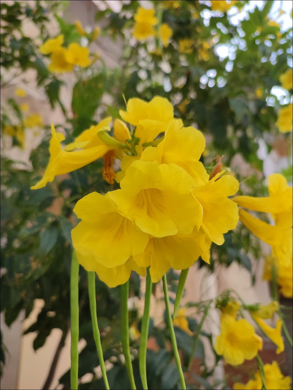 Tecoma Stans by nemesis74s