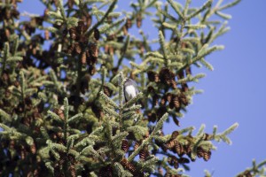 Dark-Eyed Junco in the Pine Tree by APlusDesign