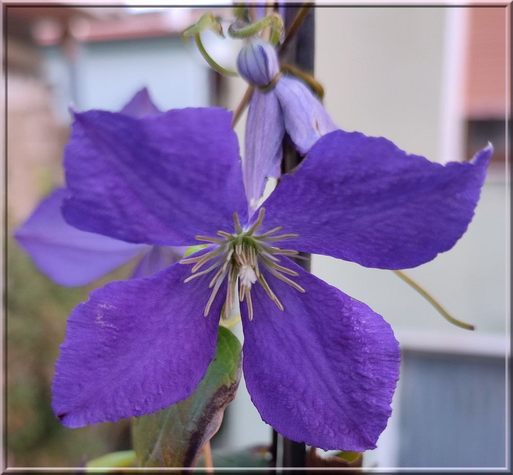 Purple clematis by nemesis74s