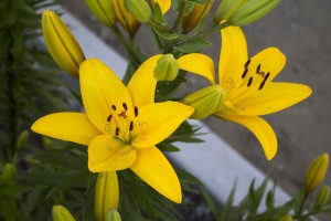 Yellow Lily Duo by APlusDesign