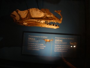 Proceratosaurus Skull by TerraMoore