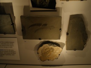 Anomalocaris and Trilobite by TerraMoore