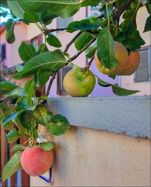 Little red apples by nemesis74s