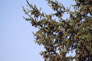 Dark-Eyed Junco Hiding in the Pine Tree by APlusDesign