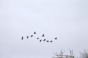 A Wobbly Line by APlusDesign