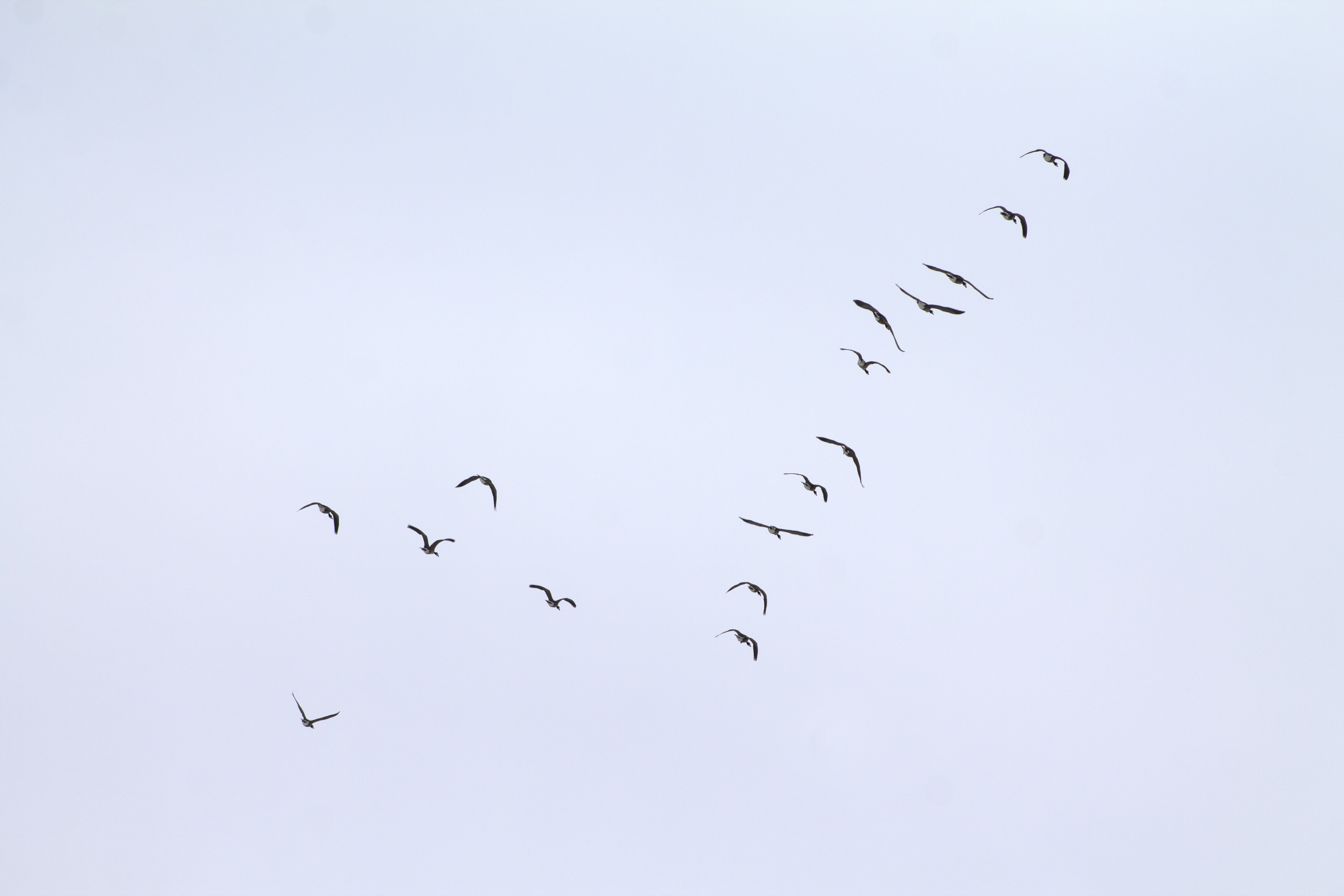 Scattered Flock Formation of Geese by APlusDesign