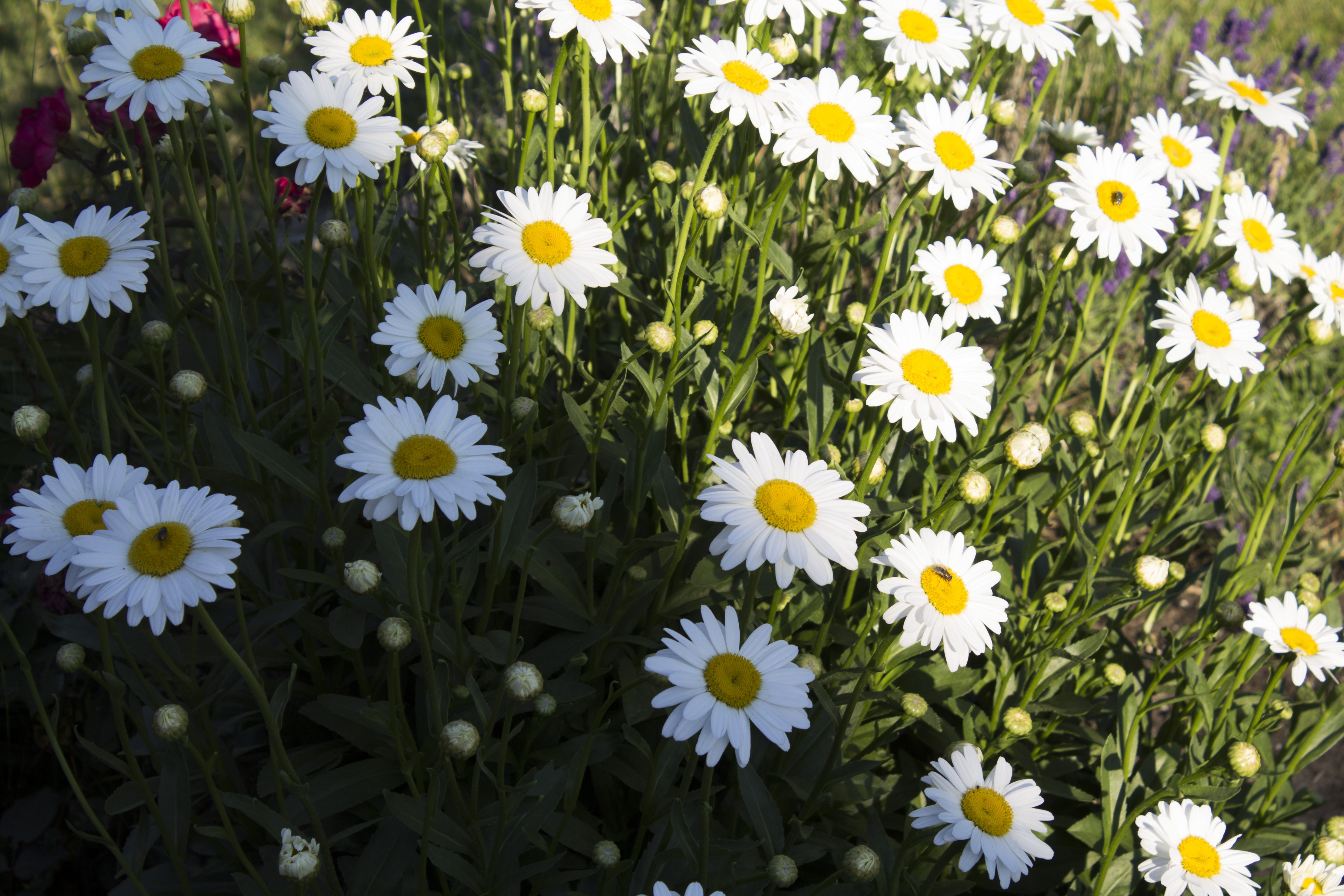 Daisies in the Light and Dark by APlusDesign